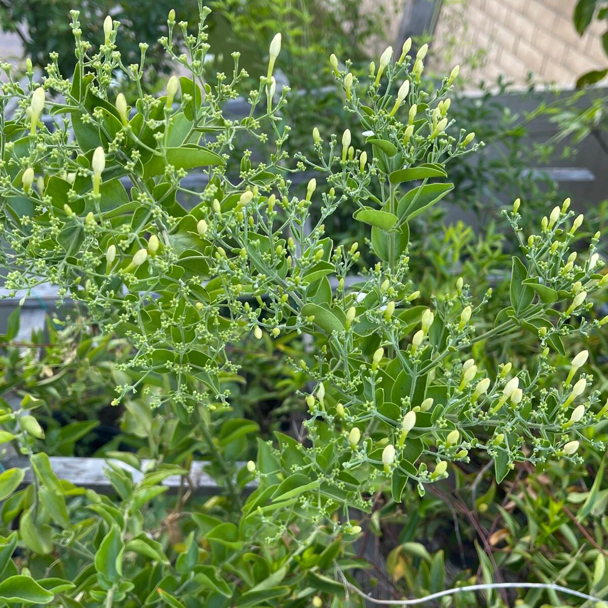 The Diversity of Indian Flowering Plants - Aranya Nursery