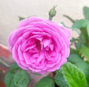Indian Jui / Vira Jaji / Mullai