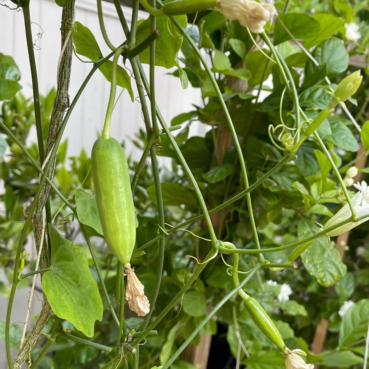Indian Vegetable Plants in California