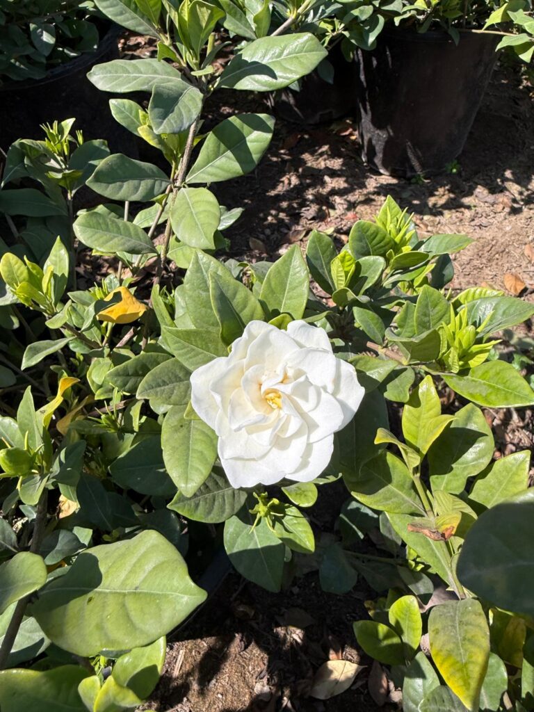 Paneer Rose